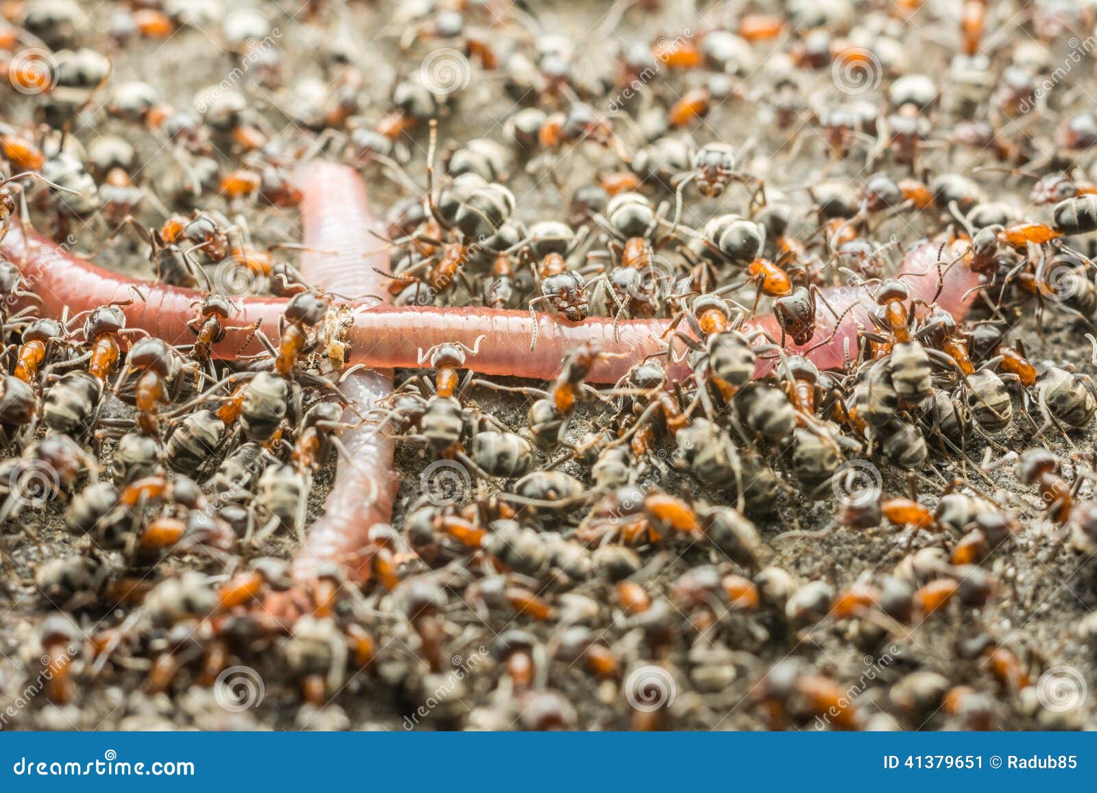 Swarm of Ant Colony Eating Earthworm Stock Image - Image of closeup ...