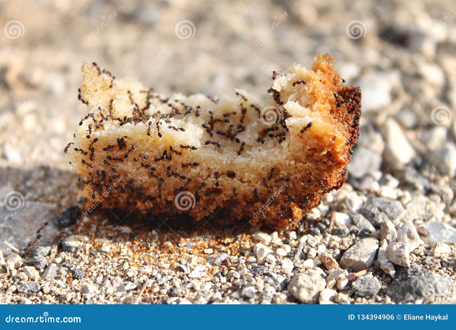 Swarm of Ants on Bread stock photo. Image of crumb, carrying - 134394906