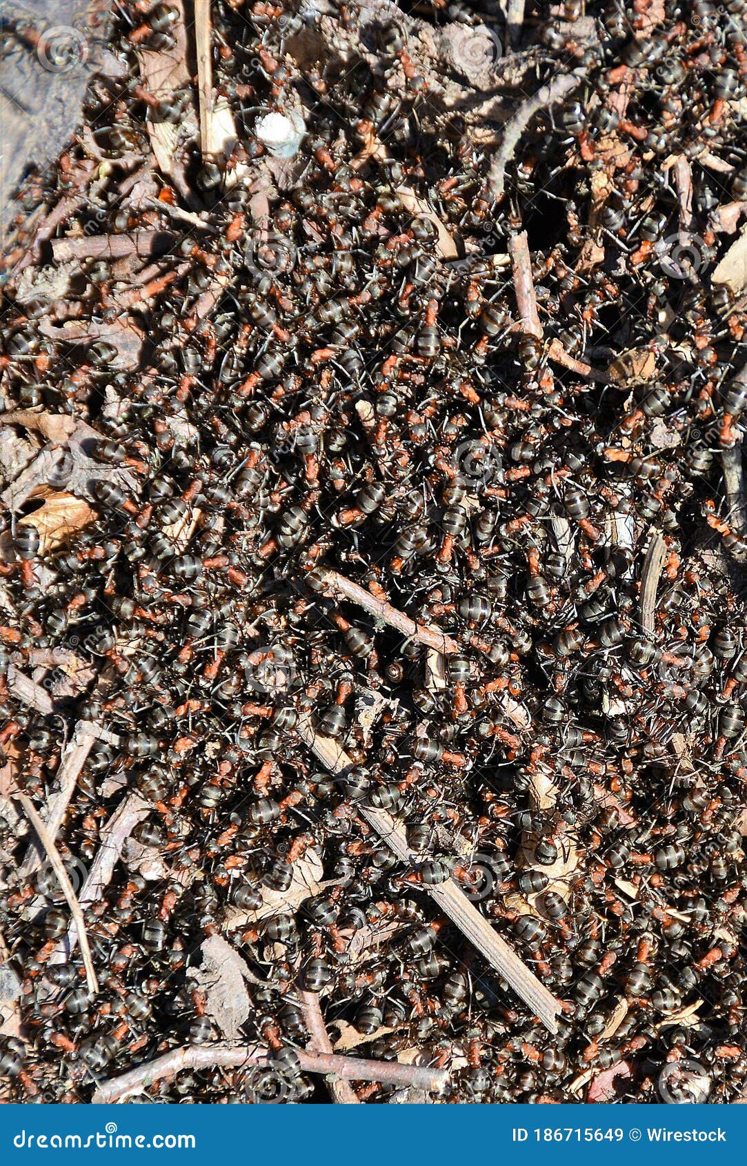 A swarm of ants stock image. Image of insect, nest, family - 186715649