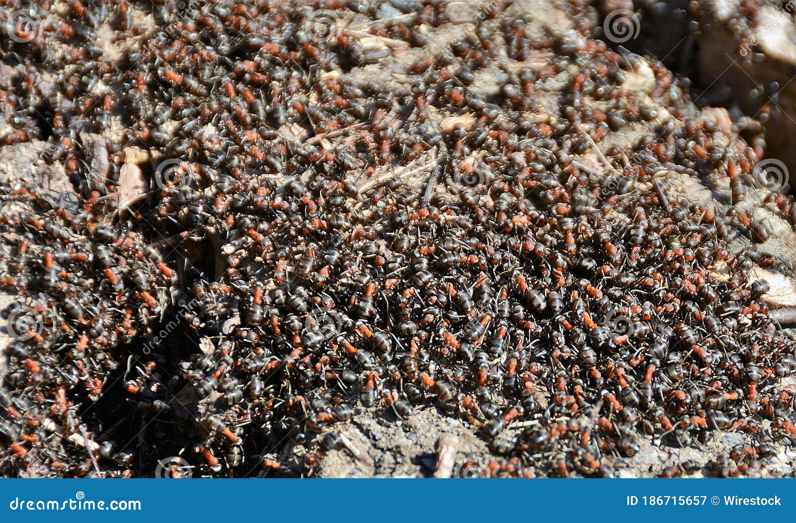 A swarm of ants stock image. Image of organization, community - 186715657