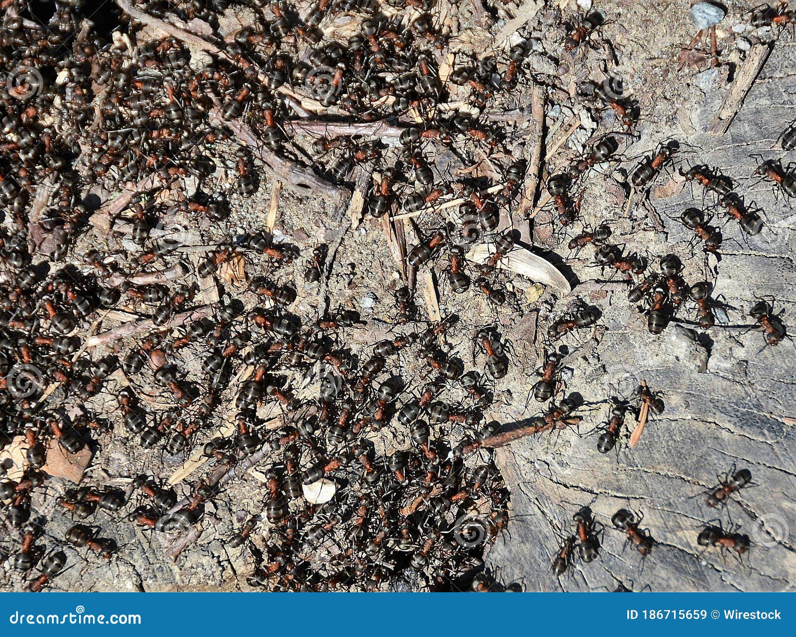A swarm of ants stock image. Image of ants, animal, nature - 186715659
