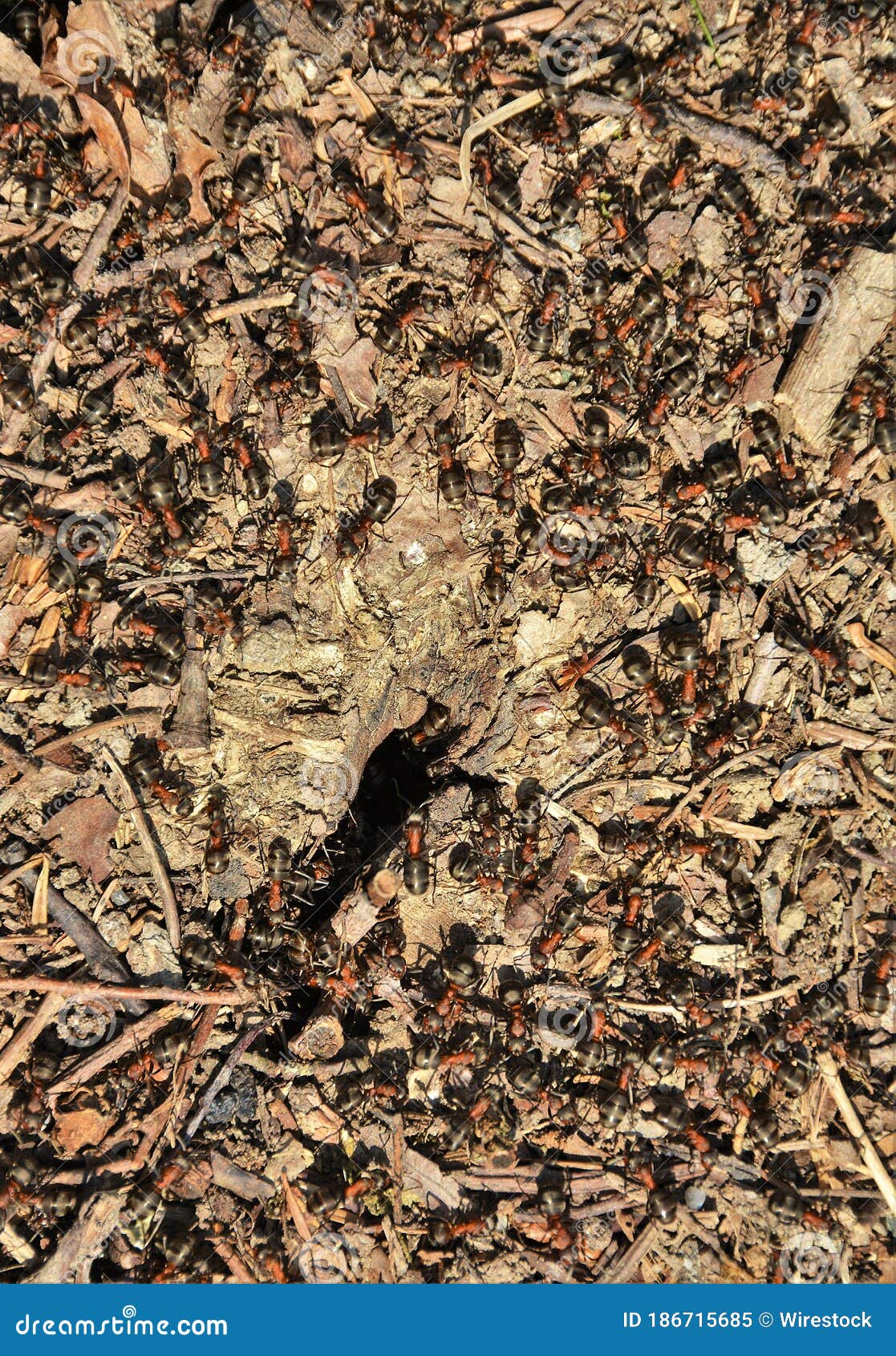 A swarm of ants stock image. Image of insect, large - 186715685