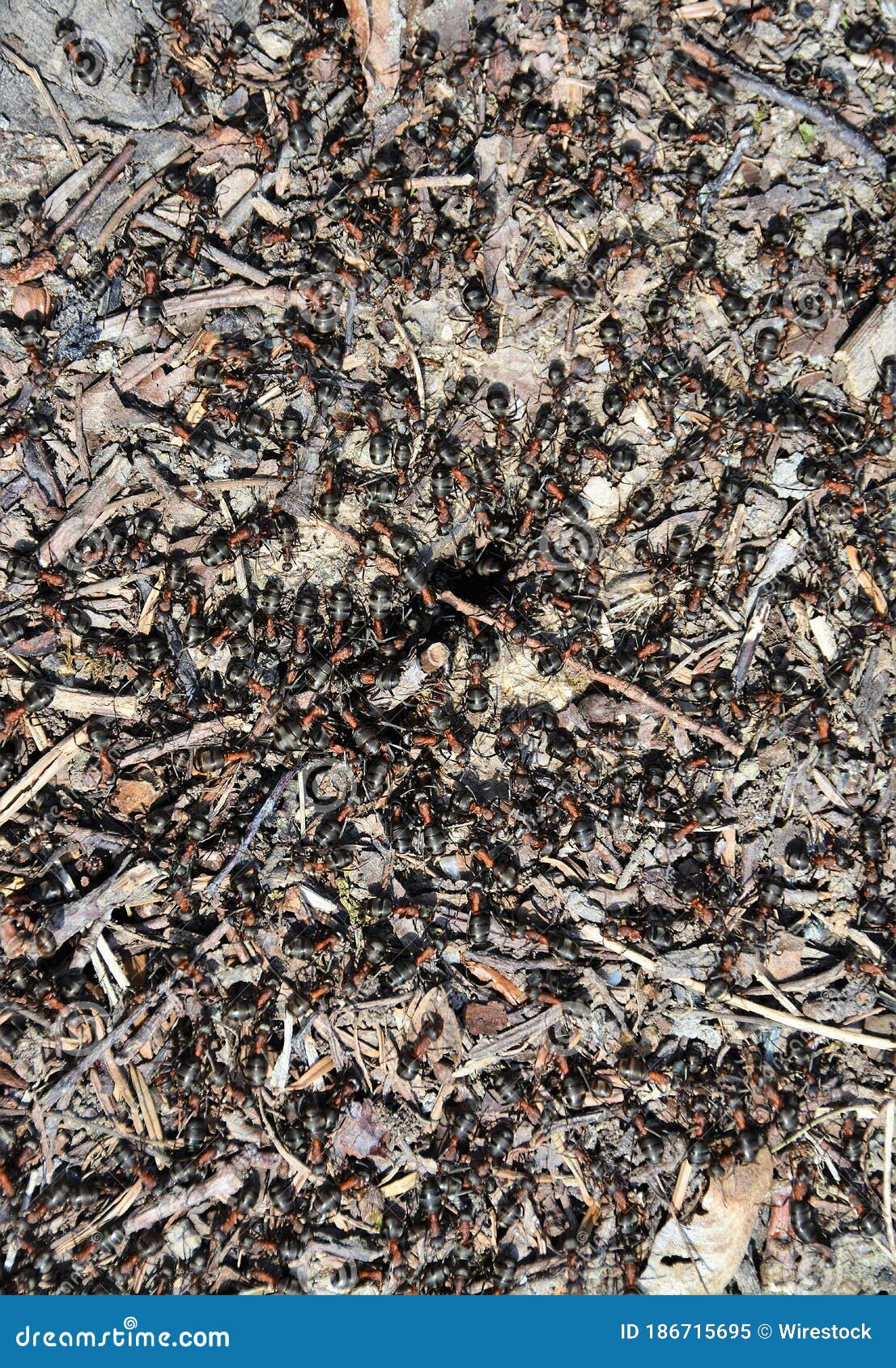 A swarm of ants stock image. Image of closeup, fauna - 186715695