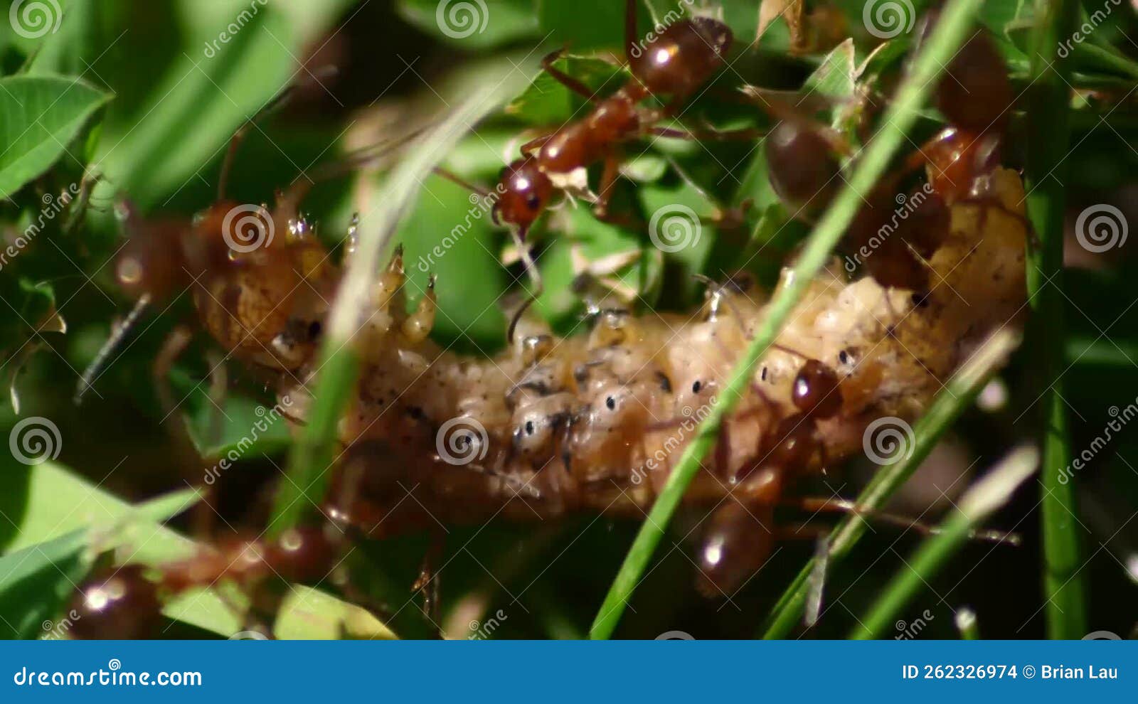 Swarm of ants attack worm stock footage. Video of infestation - 262326974