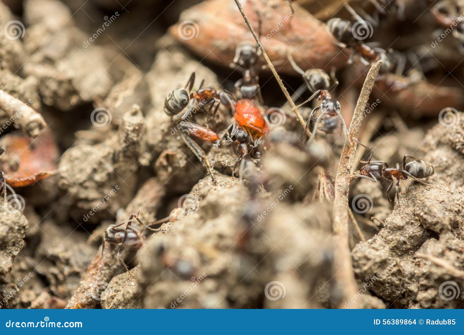 Swarm of Ants Eating Insect Macro Stock Photo - Image of swarm, macro ...