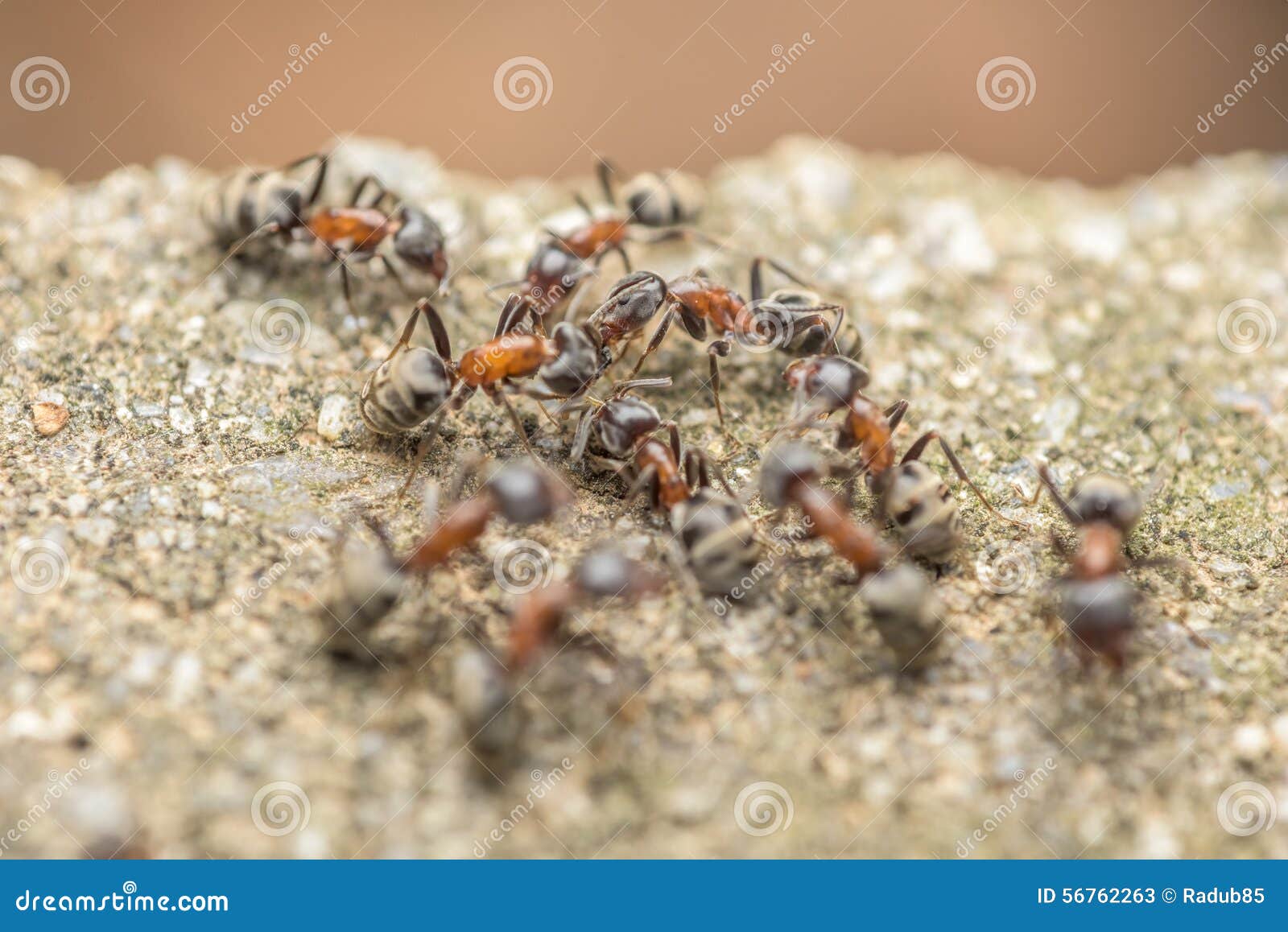 Swarm of Ants Fights for Food Stock Image - Image of anthill, earthworm ...