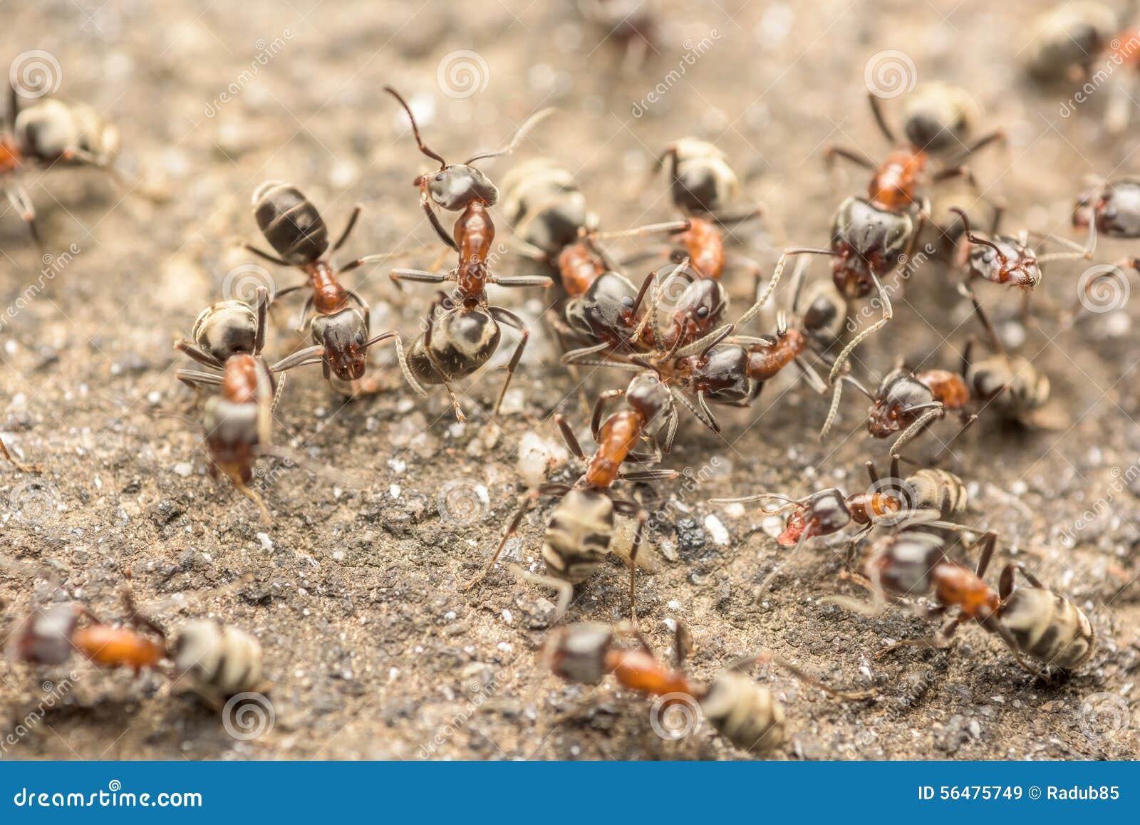 A Swarm Of Ants In The Air. Season Of Reproduction In Ants. Winged Ants ...