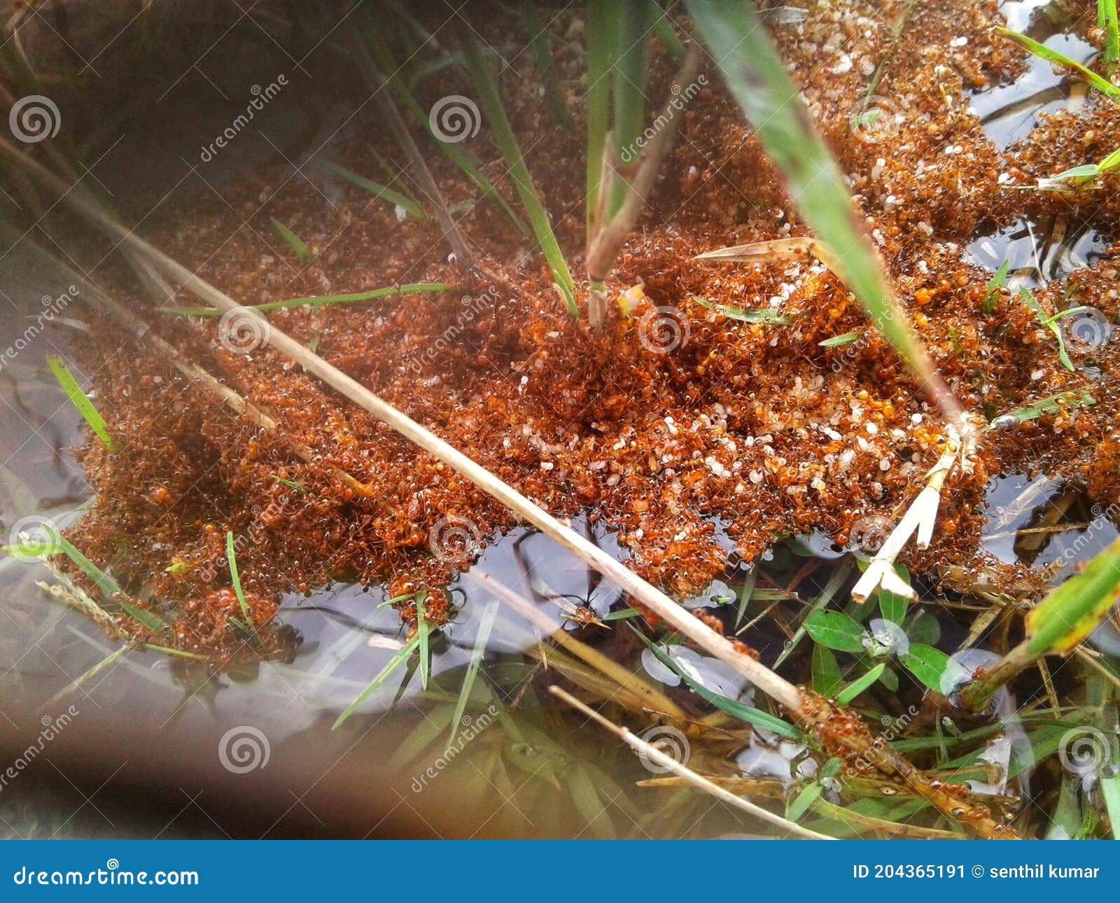 A Swarm Of Ants In The Air. Season Of Reproduction In Ants. Winged Ants ...