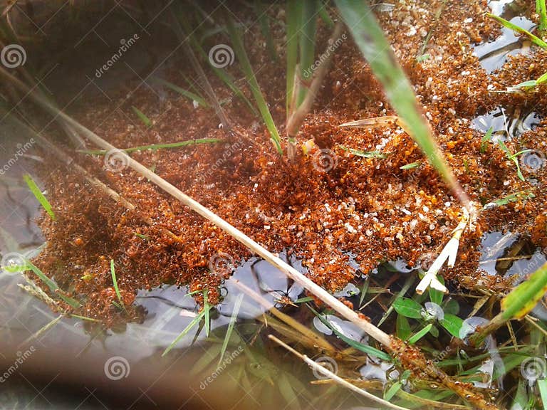 A Swarm of Ants Floating in the Water Stock Image - Image of food ...