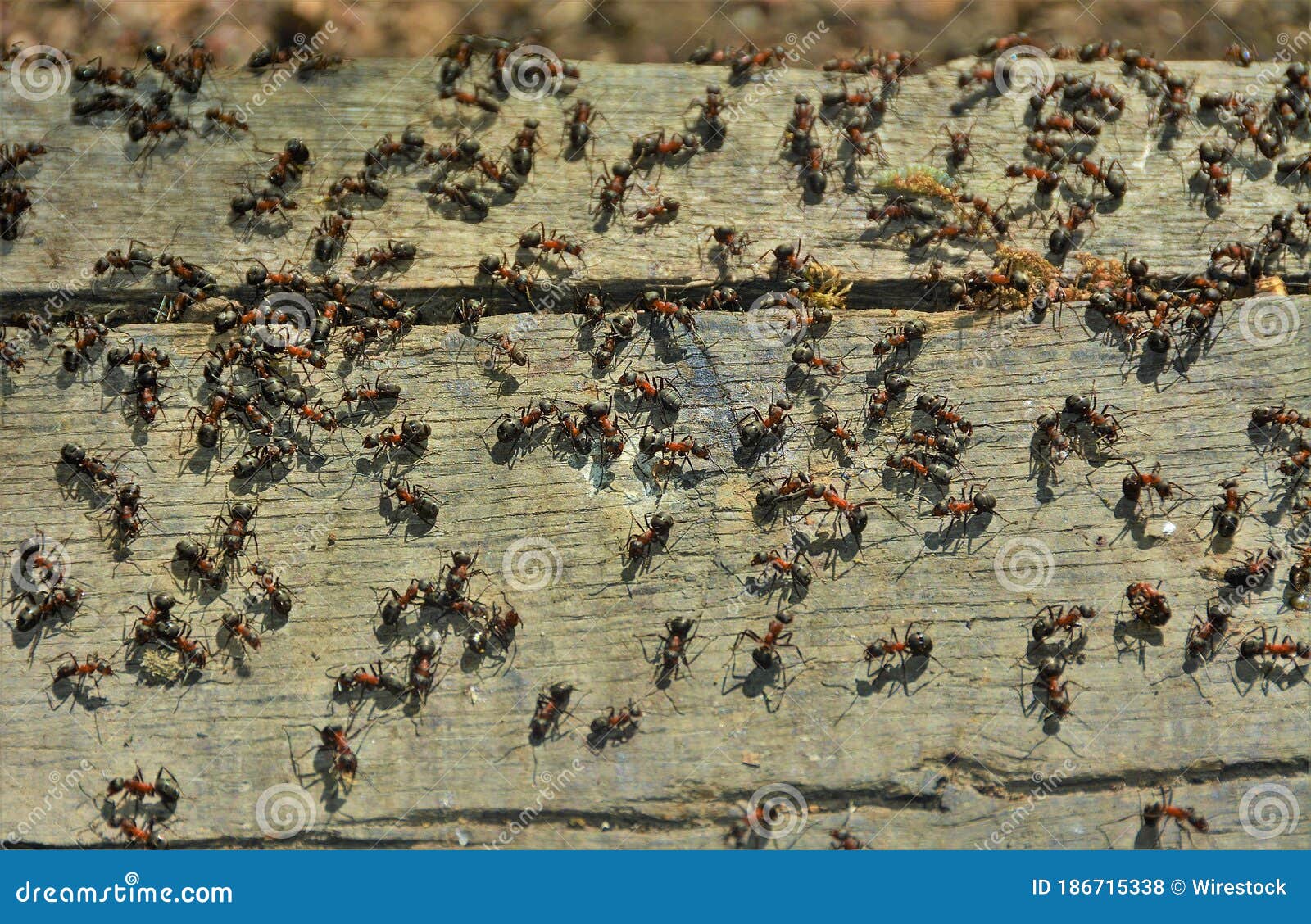 Swarm of ants stock photo. Image of brown, nest, ants - 186715338
