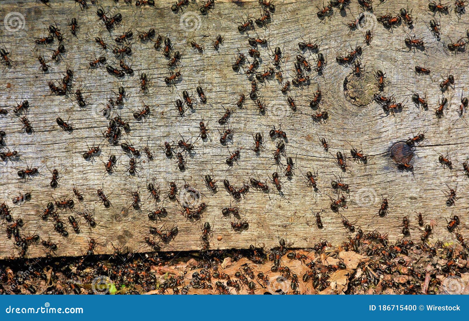 Swarm of ants stock photo. Image of insect, colony, invertebrate ...