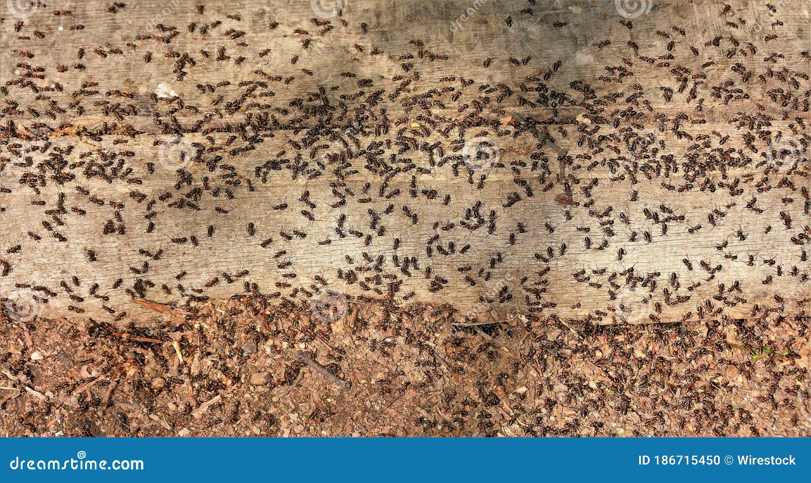 Swarm of ants stock photo. Image of small, ants, cooperation - 186715450