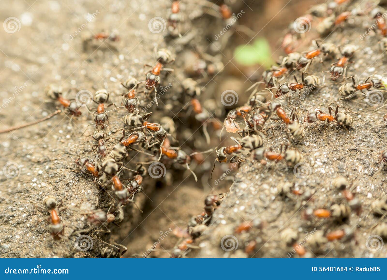 A Swarm Of Ants In The Air. Season Of Reproduction In Ants. Winged Ants ...