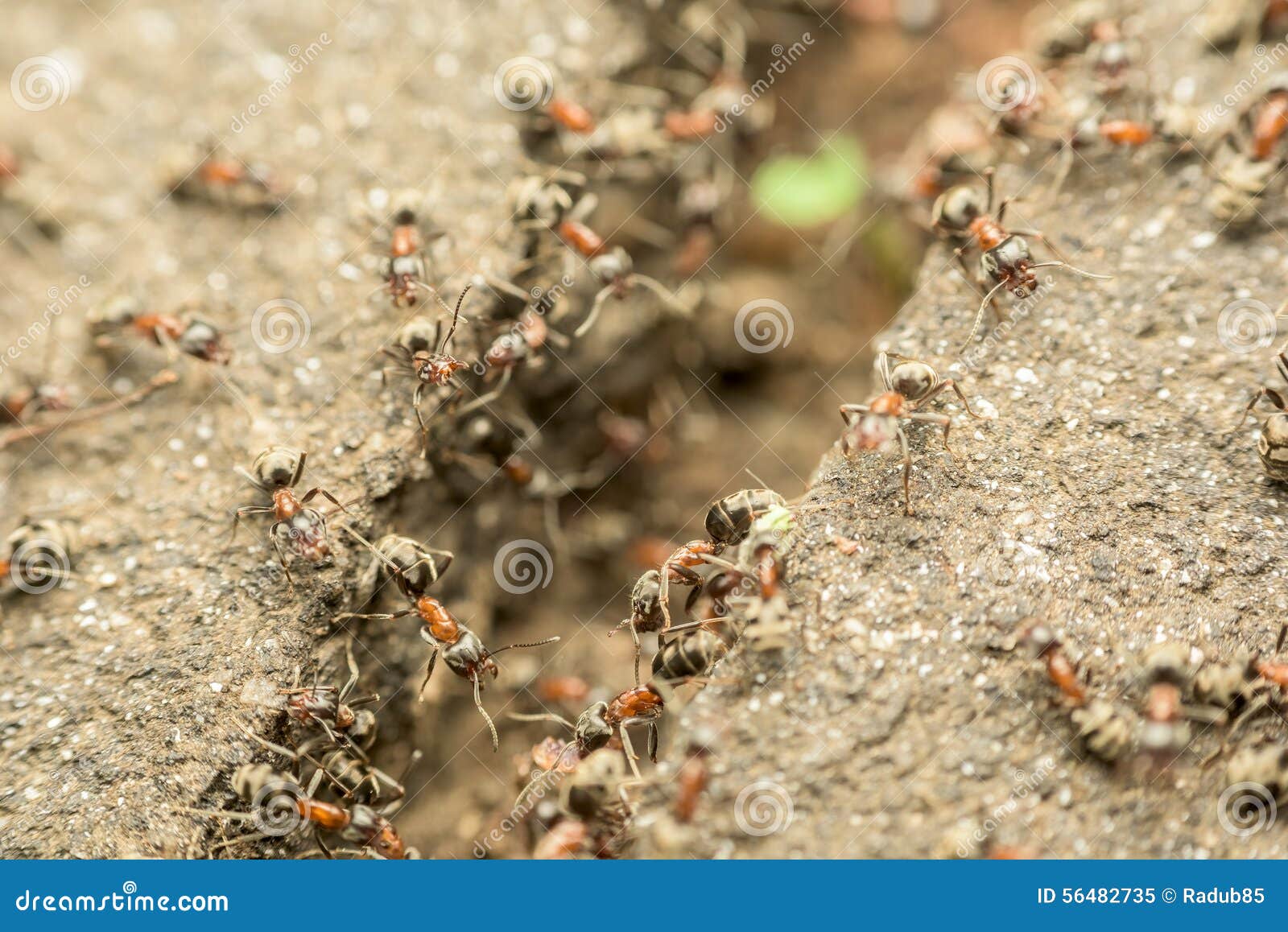 Swarm of Ants Passing Food Over Abyss Stock Image - Image of fight ...