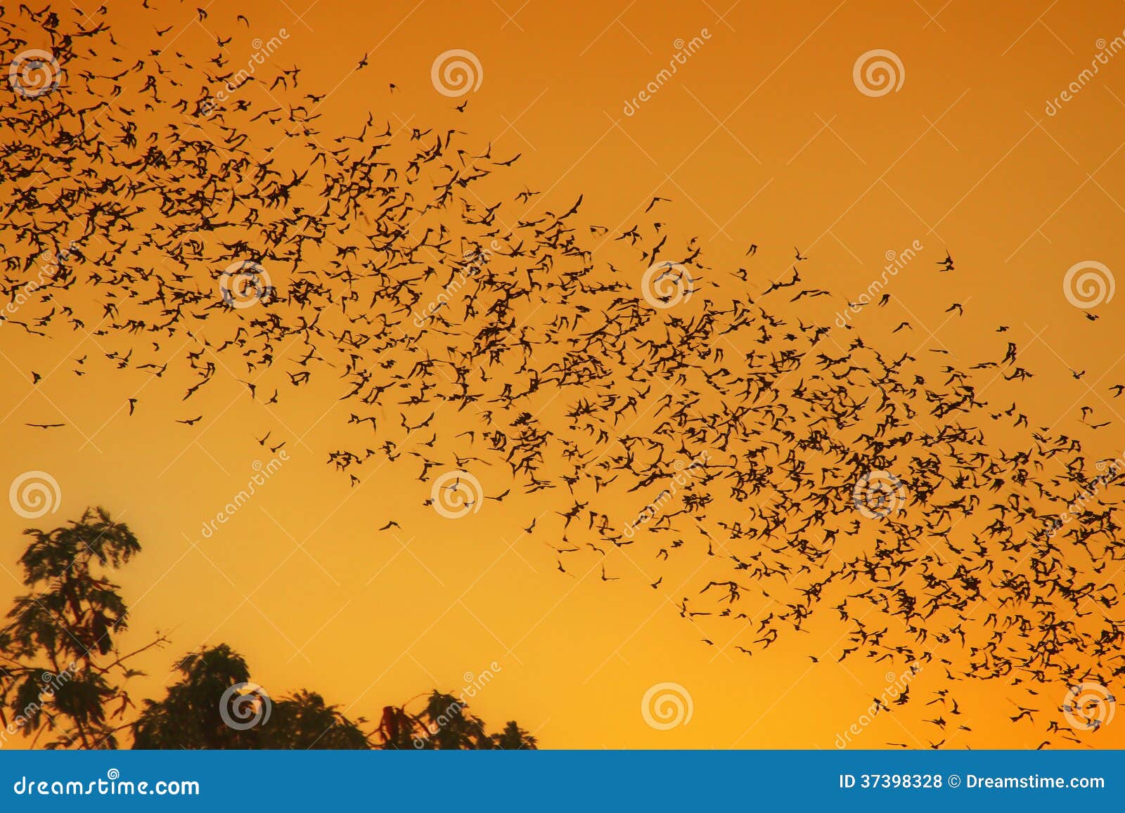 Swarm of Bats stock photo. Image of fruit, indian, wildlife - 37398328