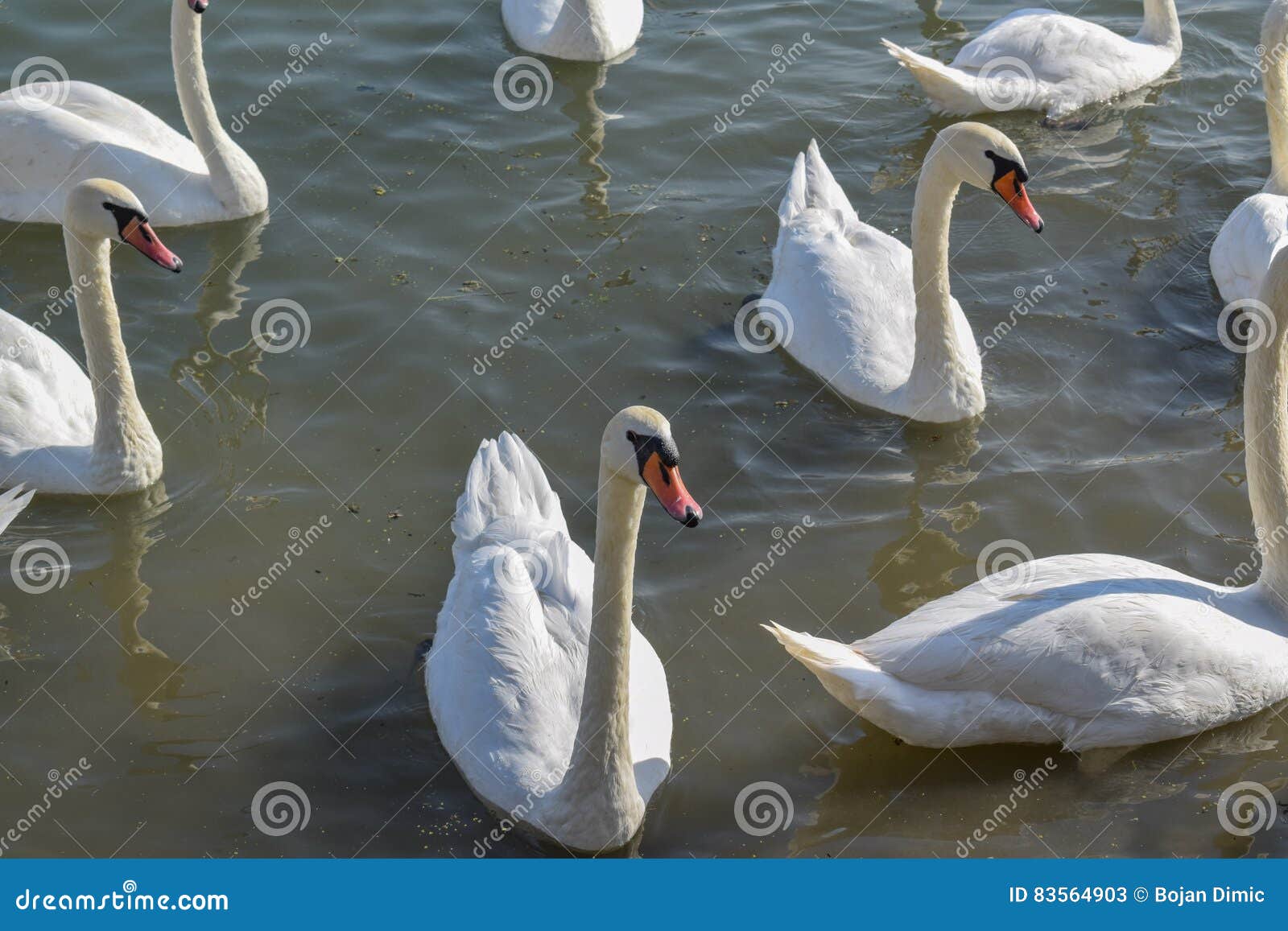 A Swarm of Beautiful White Swans on the River Stock Image - Image of ...