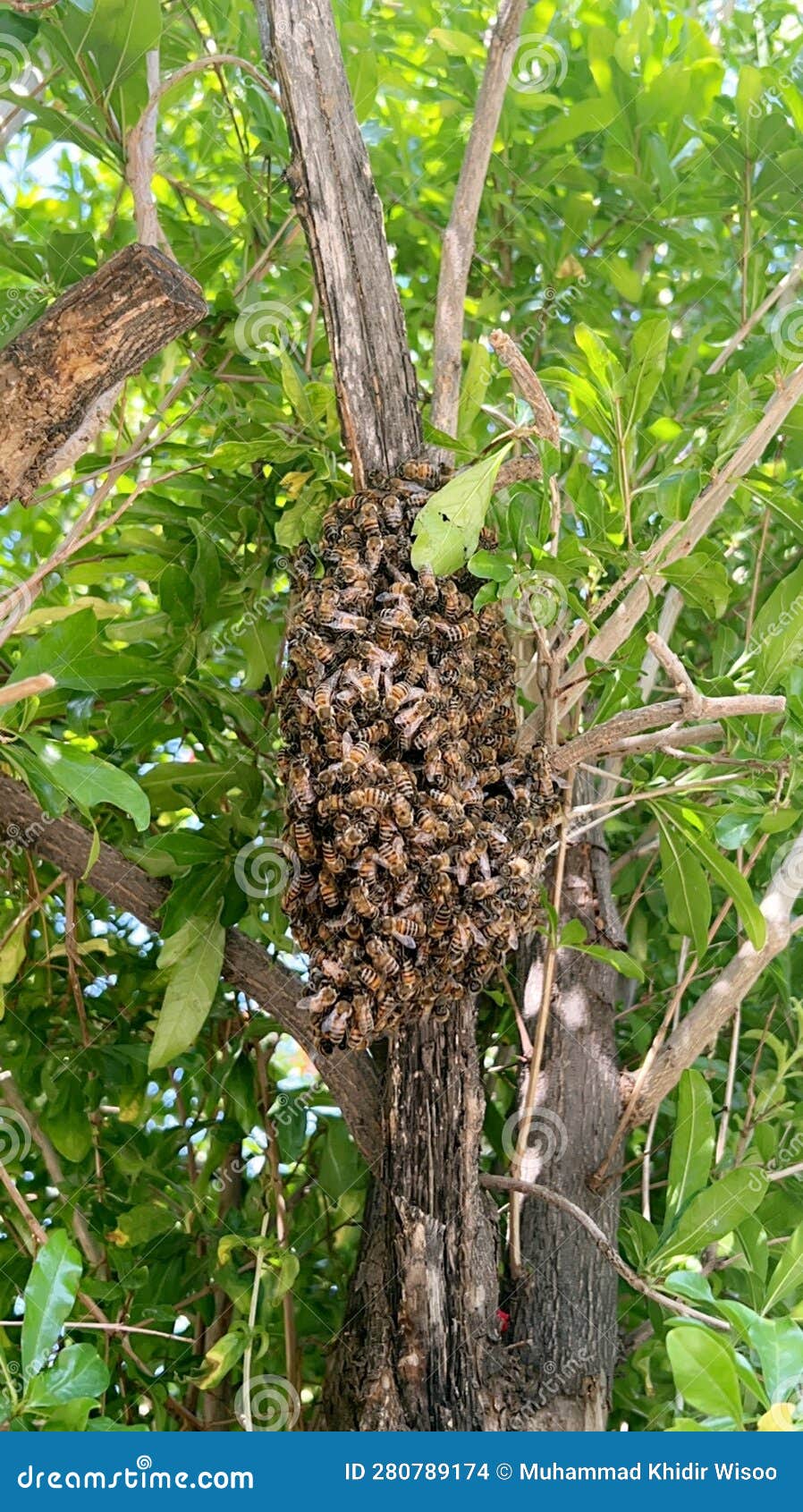 Swarm bee on a tree stock photo. Image of plant, invertebrate - 280789174