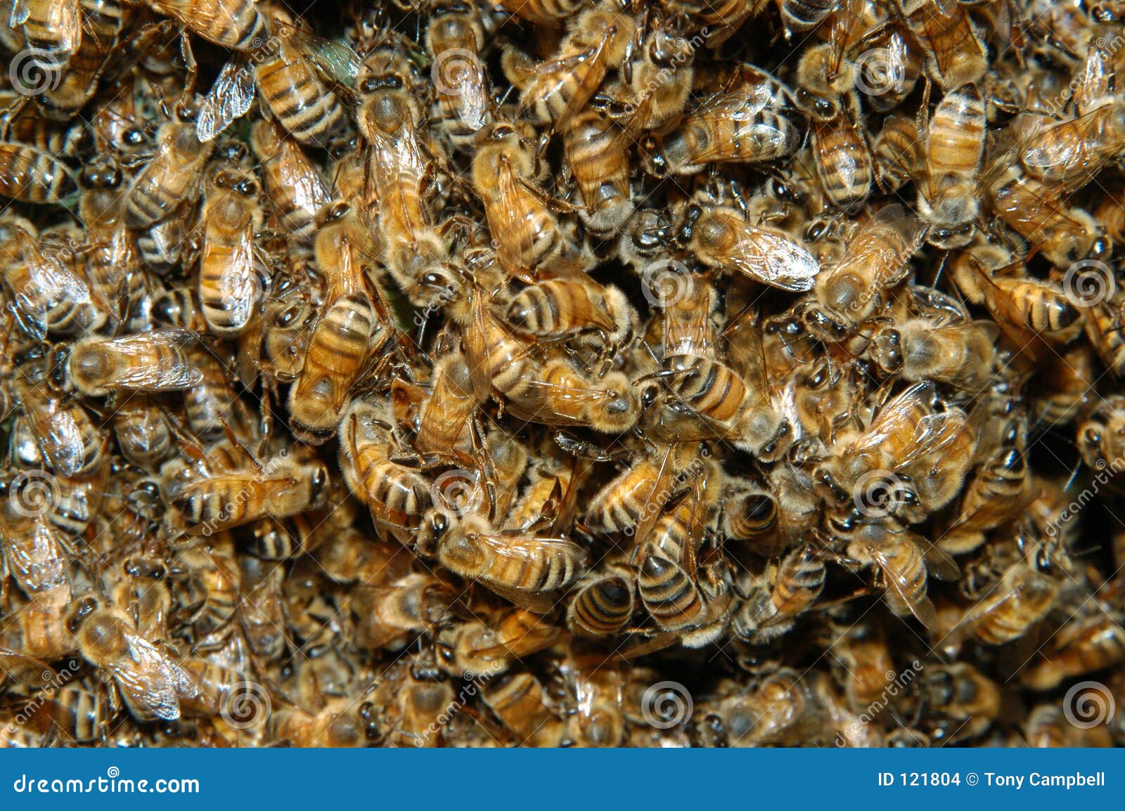 A Swarm Of Bees. Bees Entering The Hive. White Beehive Royalty-Free ...