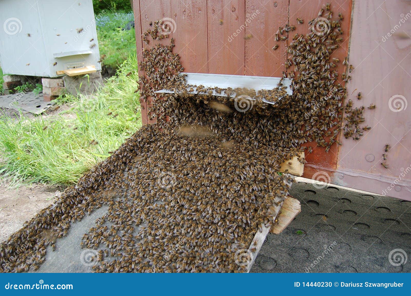 A swarm of bees stock photo. Image of drone, dandelions - 14440230