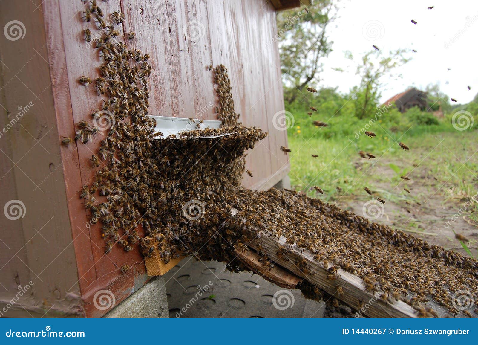 A swarm of bees stock image. Image of dandelions, beekeeper - 14440267