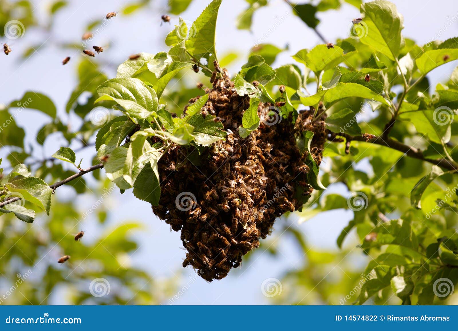 A Swarm Of Bees. Bees Entering The Hive. White Beehive Royalty-Free ...