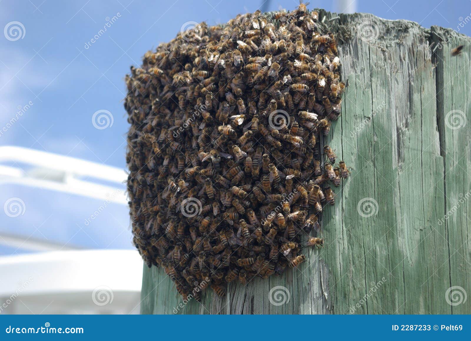 Swarm of bees stock image. Image of group, population - 2287233