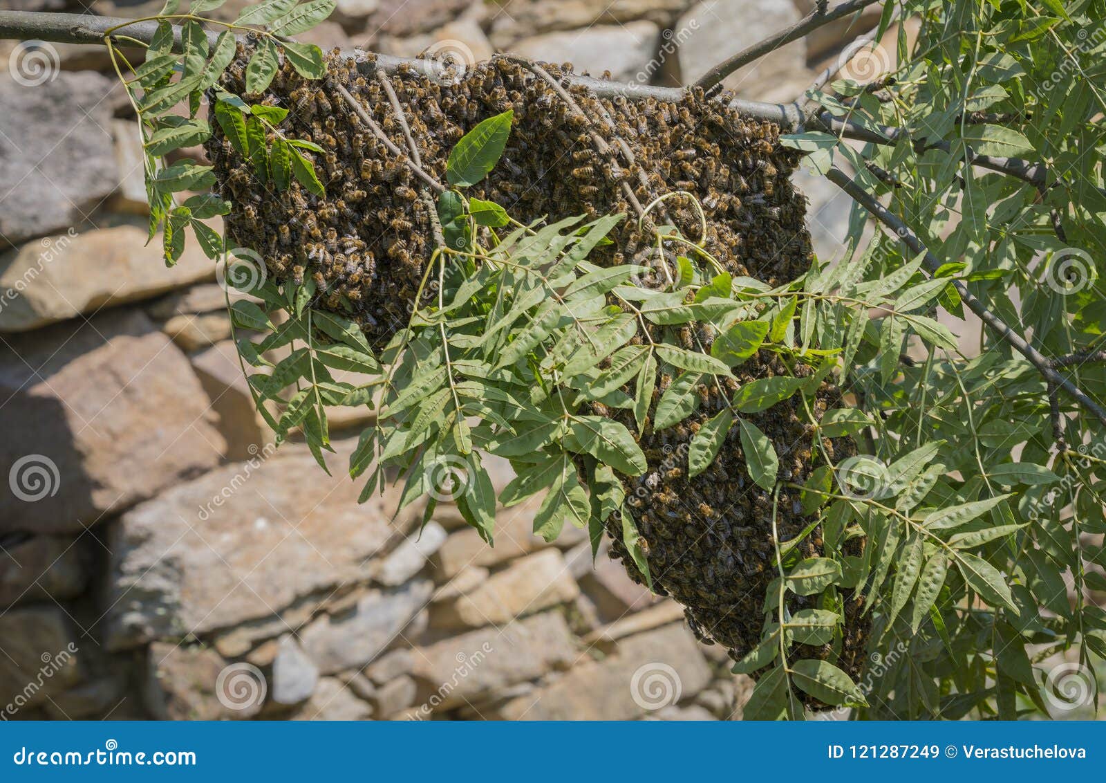 Swarm Of Bees In Beehive.Bee Hives In A Field Royalty-Free Stock Photo ...