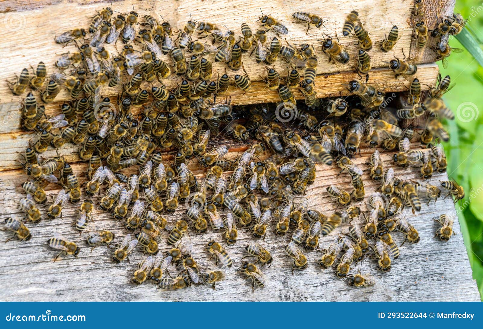 Swarm of bees at a beehive stock photo. Image of beeyard - 293522644