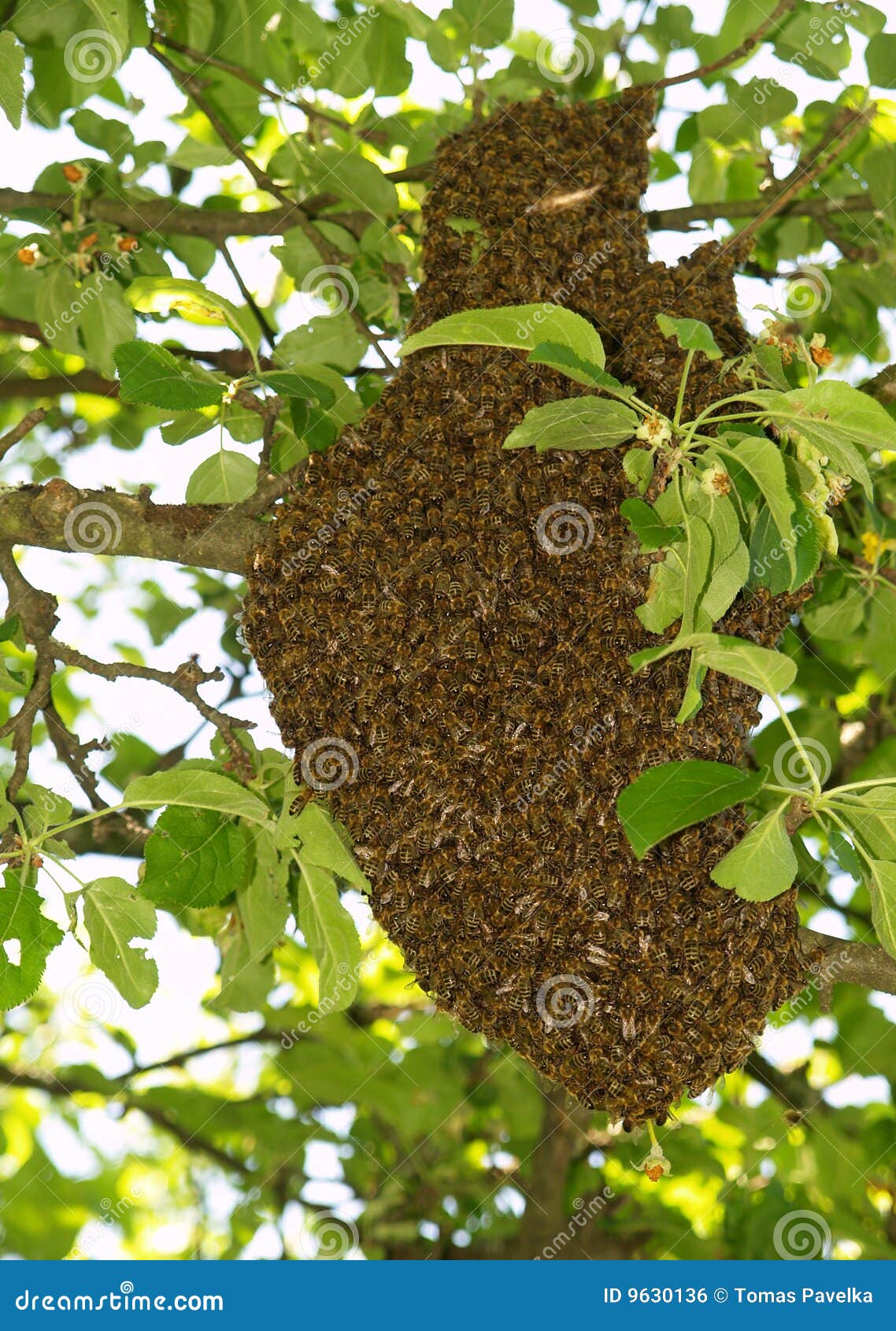 Swarm of bees in detail stock photo. Image of conglomerate - 9630136