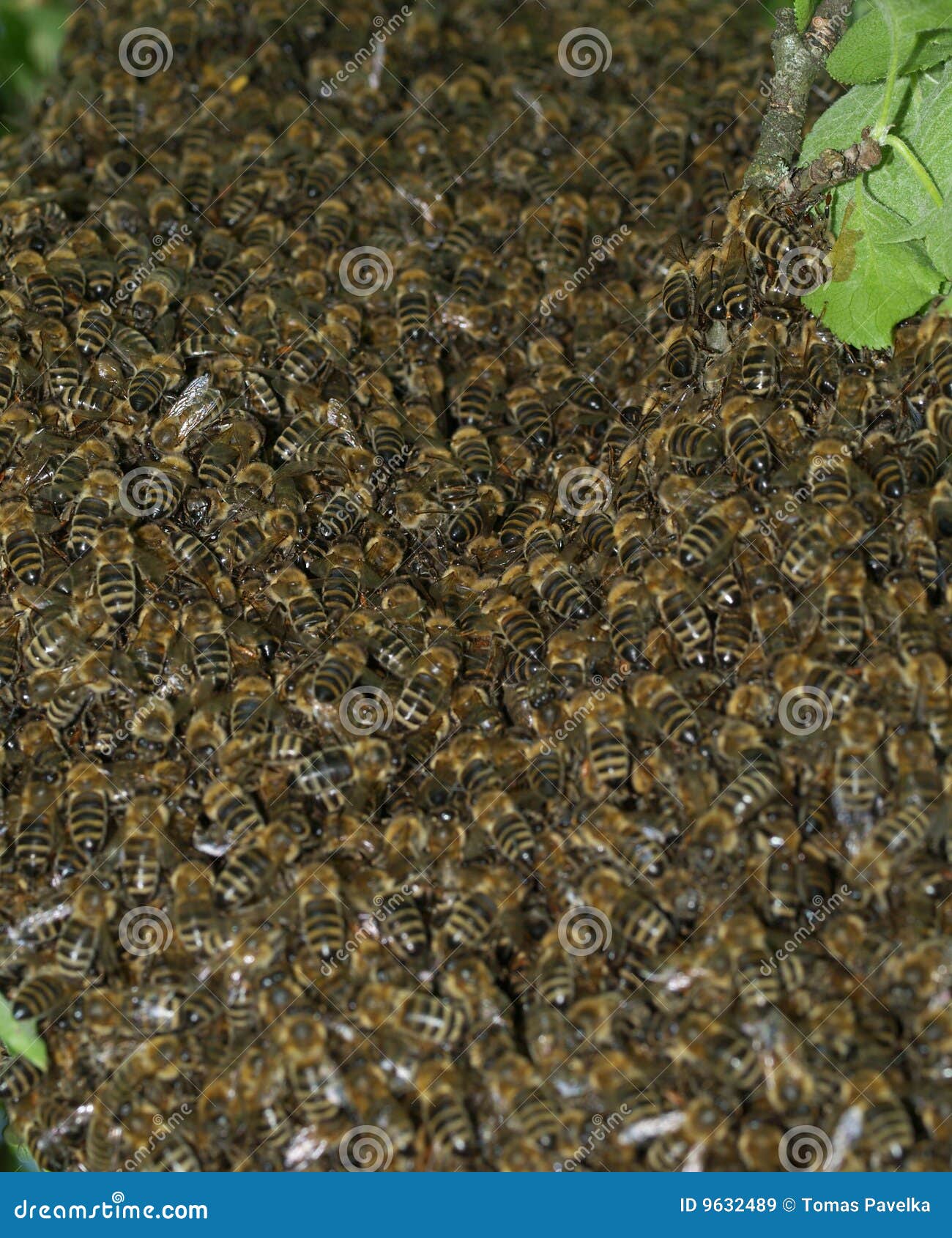 Swarm of bees in detail stock image. Image of detail, little - 9632489