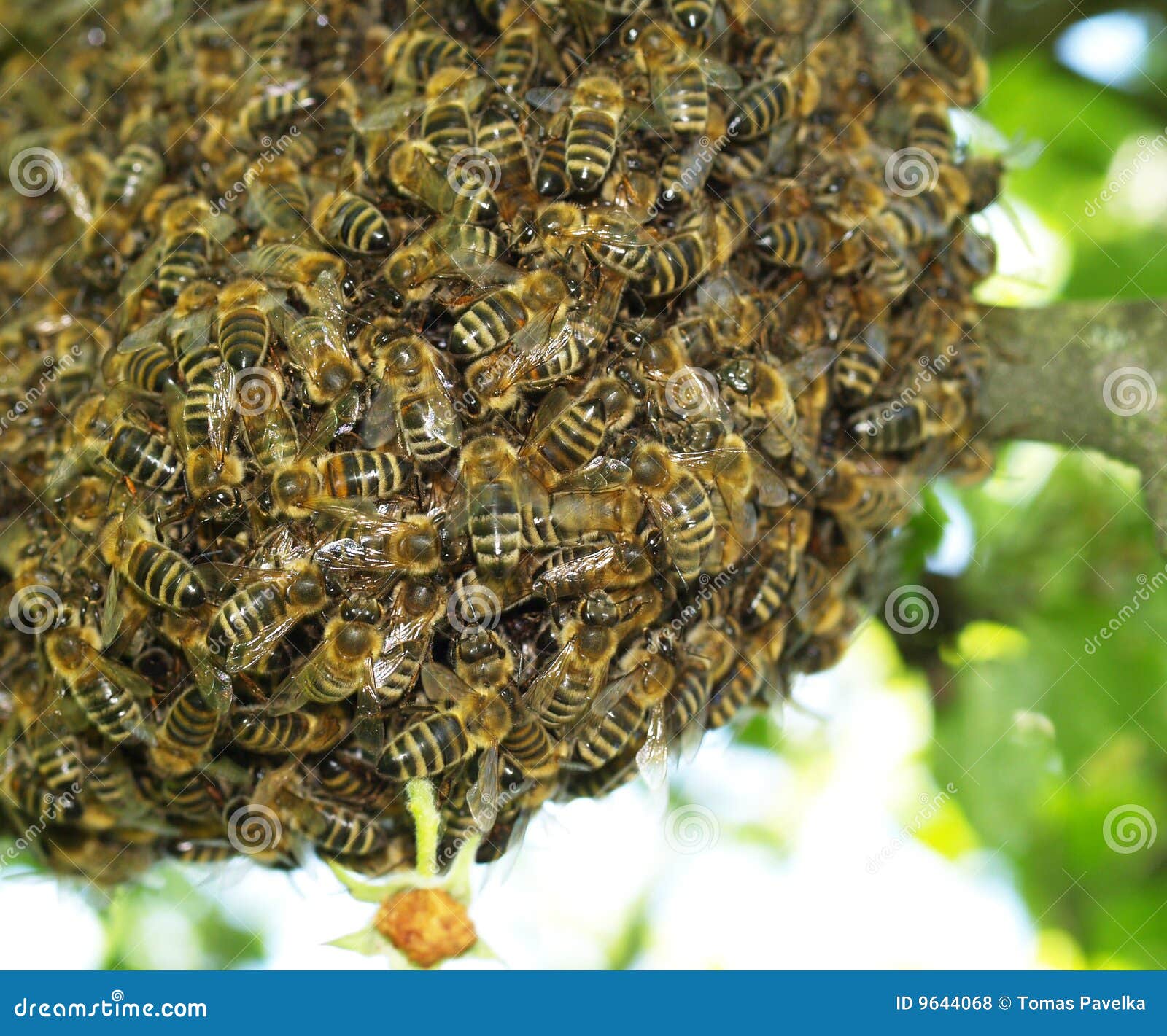 Swarm of bees in detail stock photo. Image of head, body - 9644068