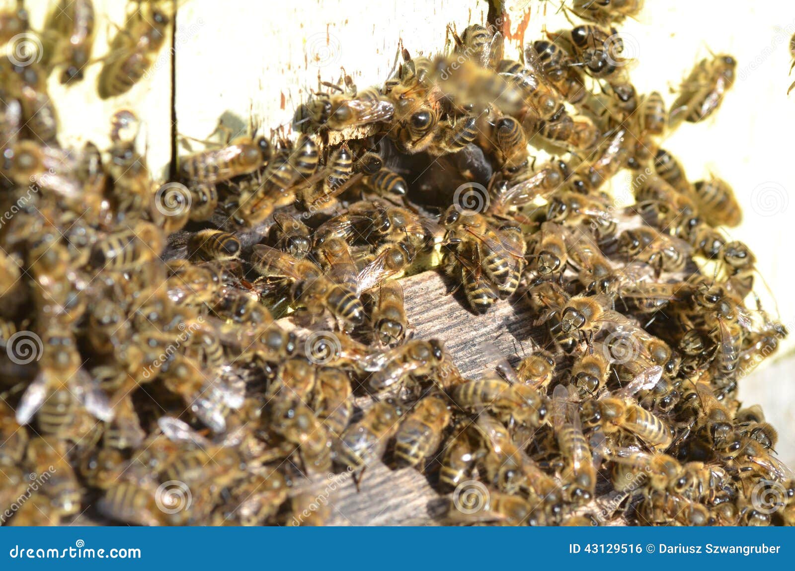 Entrance Of A Beehive From A Farm In Sic Village, Transylvania, Romania ...