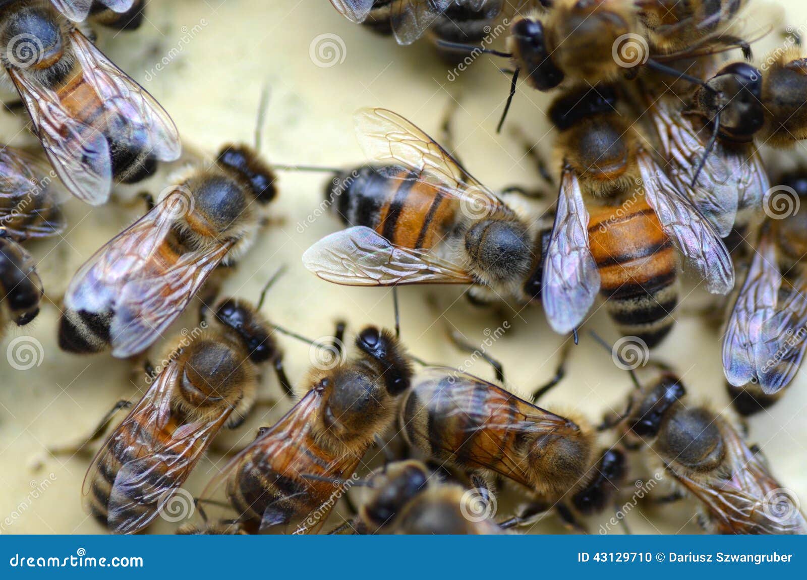 Entrance Of A Beehive From A Farm In Sic Village, Transylvania, Romania ...