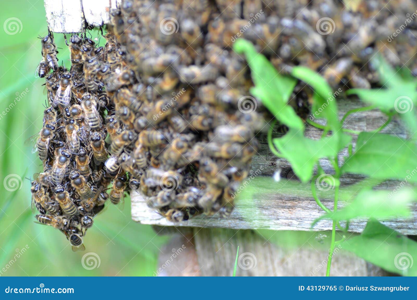 Entrance Of A Beehive From A Farm In Sic Village, Transylvania, Romania ...