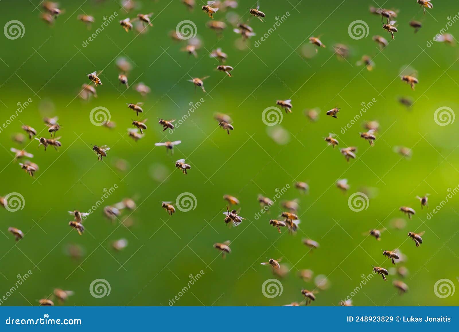 Swarm of Bees in Flight, Background Image of Swarm of Bees Stock Image ...