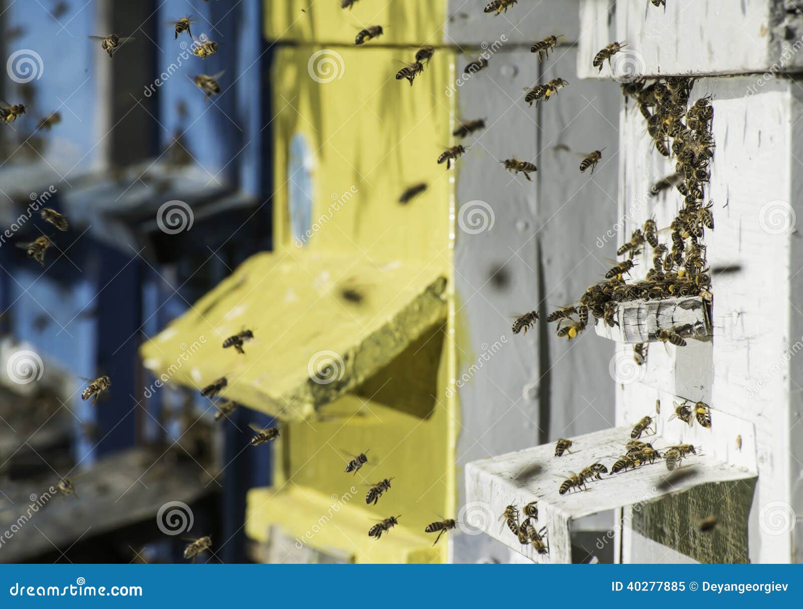 Swarm Of Bees In Beehive.Bee Hives In A Field Royalty-Free Stock Photo ...