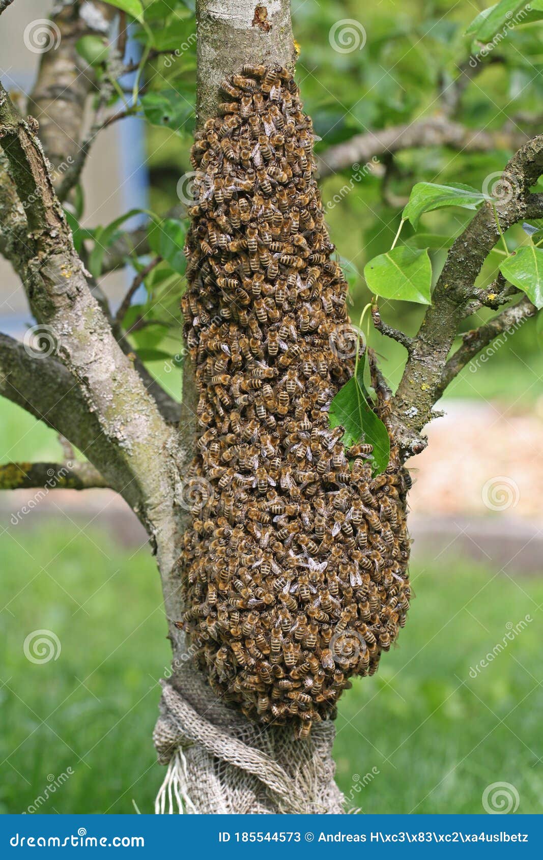 Swarm of Bees in Grape Shape on Young Fruit Tree Stock Image - Image of ...