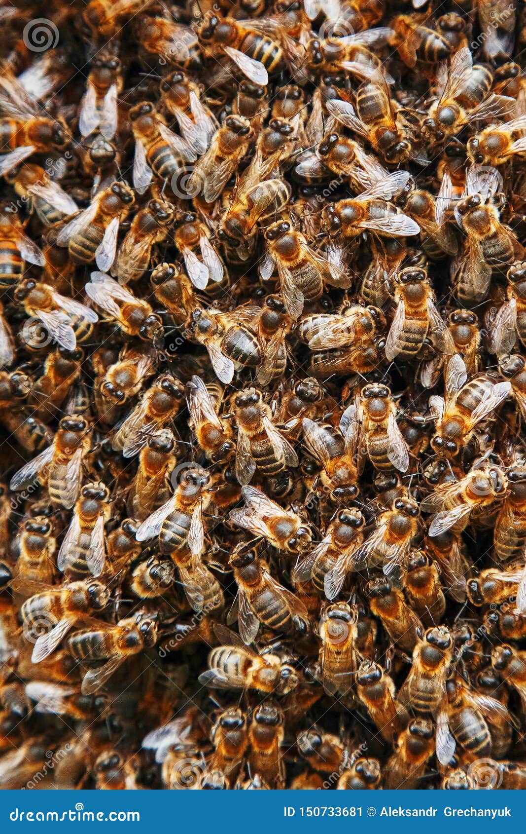 A Swarm of Bees on the Hive. Many Bees in the Form of Texture Close-up ...