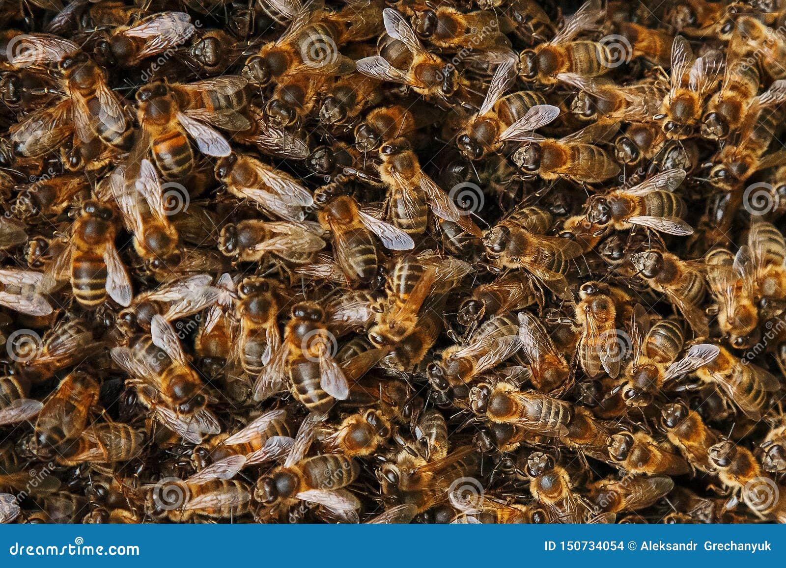A Swarm of Bees on the Hive. Many Bees in the Form of Texture Close-up ...
