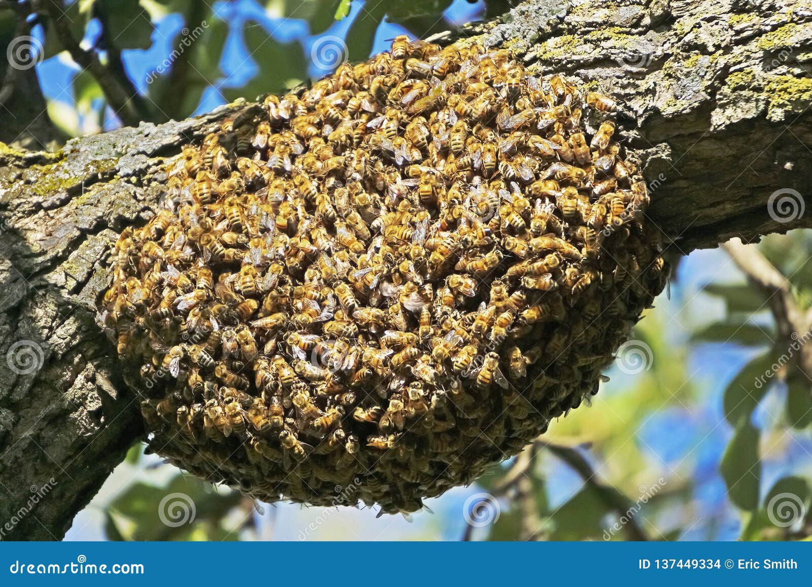 Swarm of bees stock photo. Image of bees, swarm, wild - 137449334