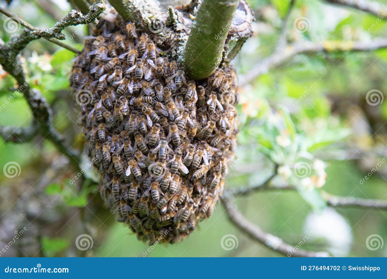 Swarm of bees stock photo. Image of beekeeper, beehive - 276494702