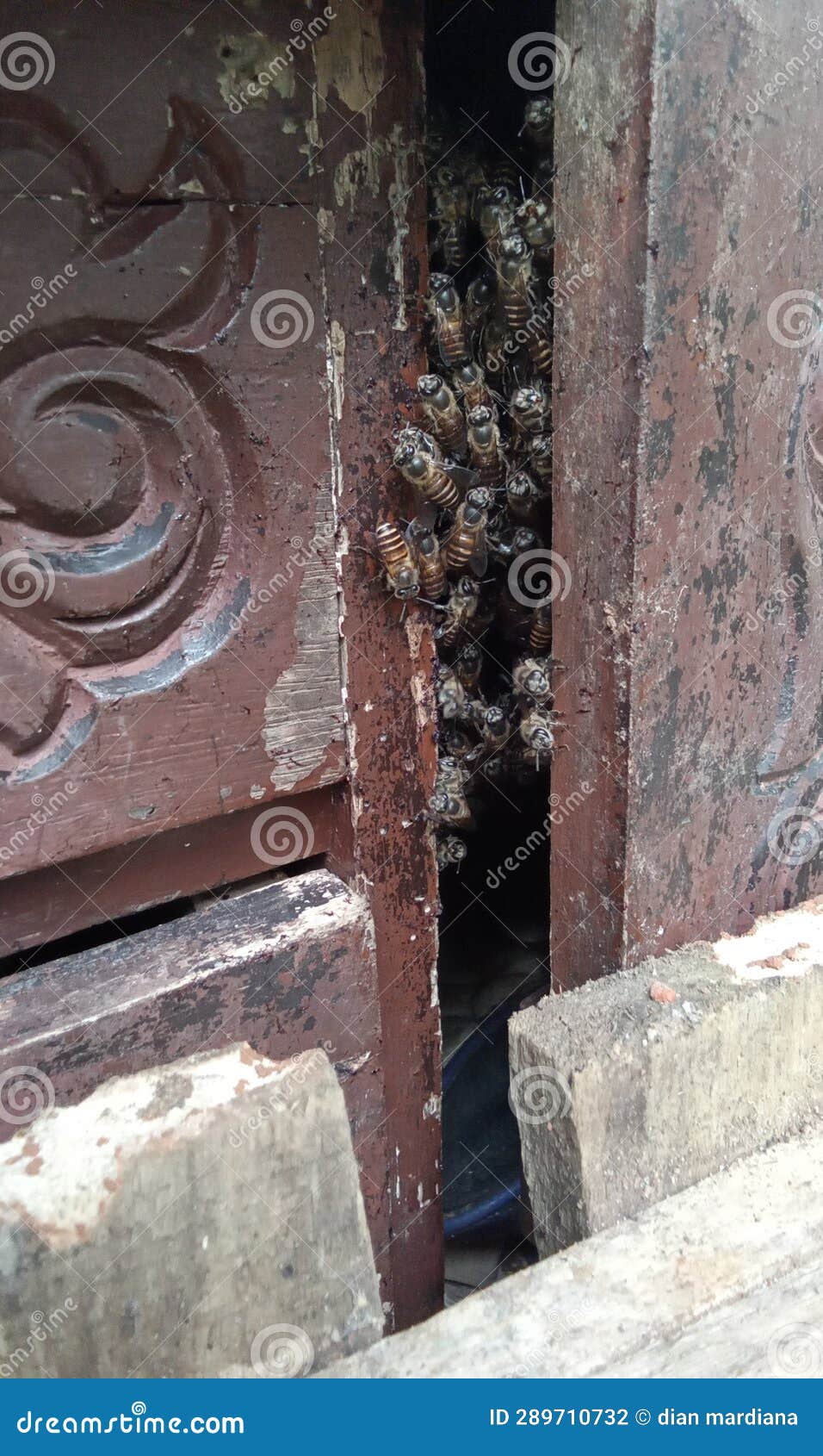 A Swarm of Bees Nesting in an Old Clothes Cupboard Stock Photo - Image ...