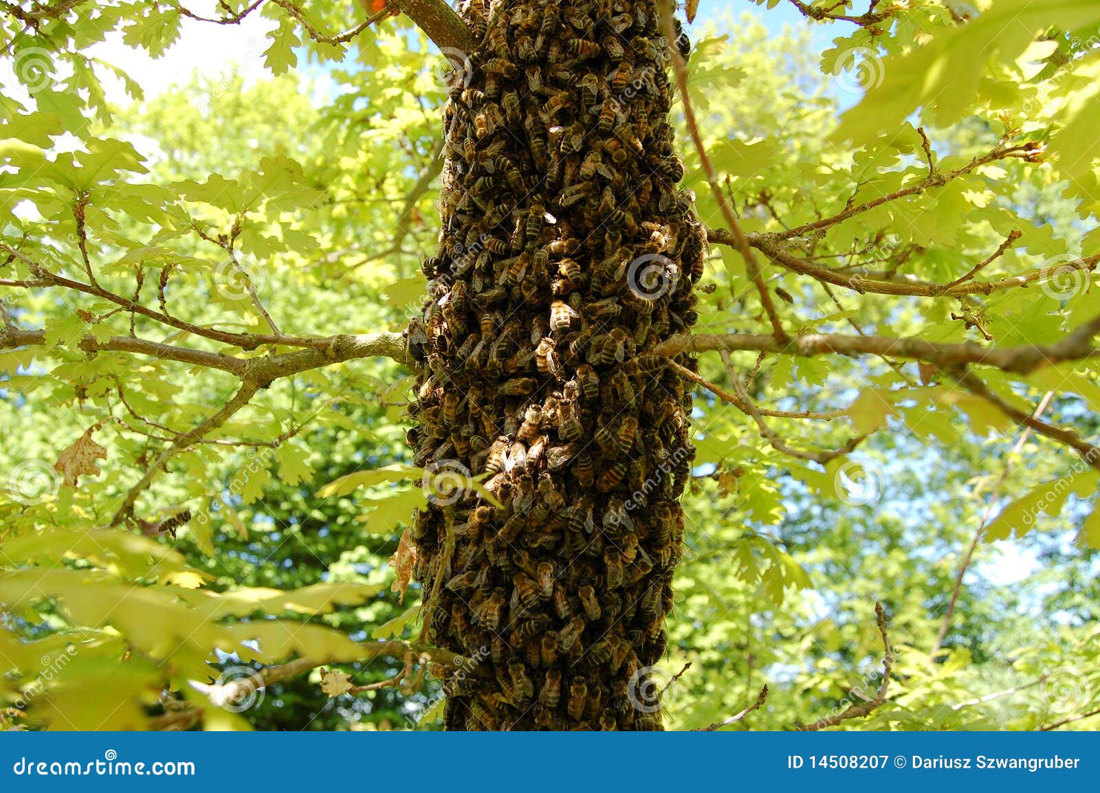 A Swarm Of Bees. Bees Entering The Hive. White Beehive Royalty-Free ...