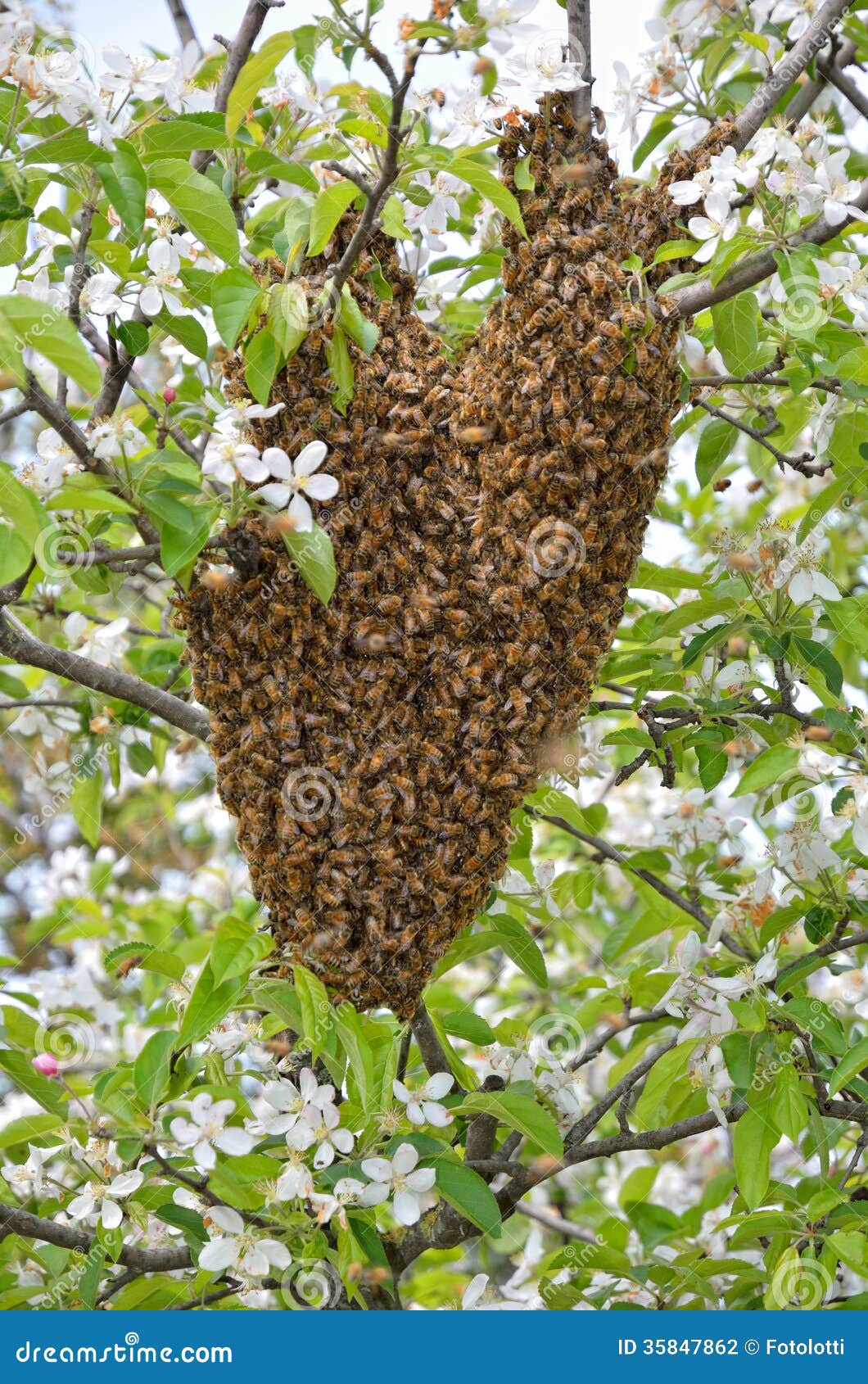 A Swarm Of Bees. Bees Entering The Hive. White Beehive Royalty-Free ...