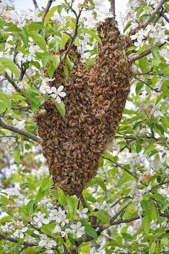 Swarm of bees stock photo. Image of migration, insect - 35847862