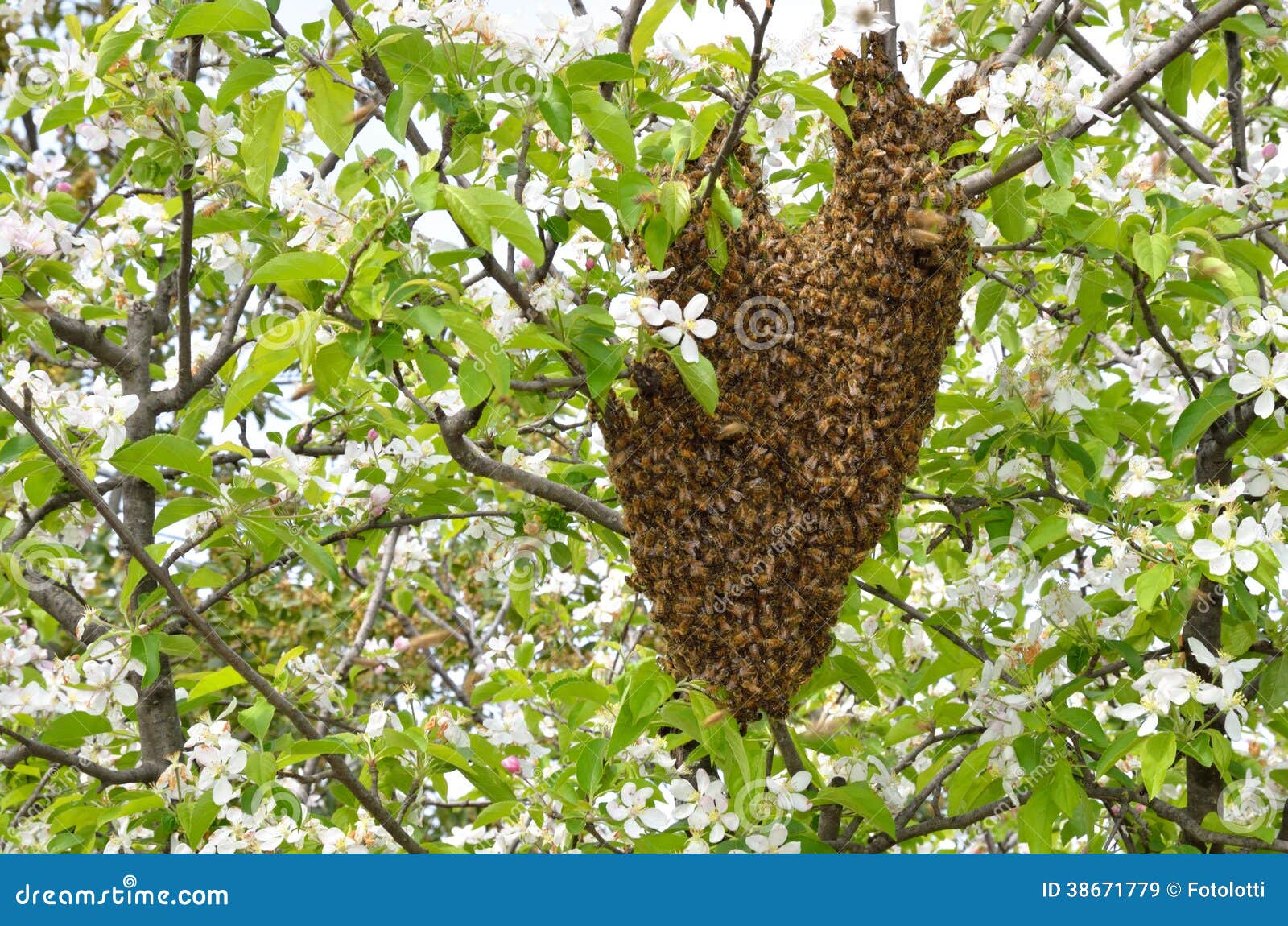 A Swarm Of Bees. Bees Entering The Hive. White Beehive Royalty-Free ...