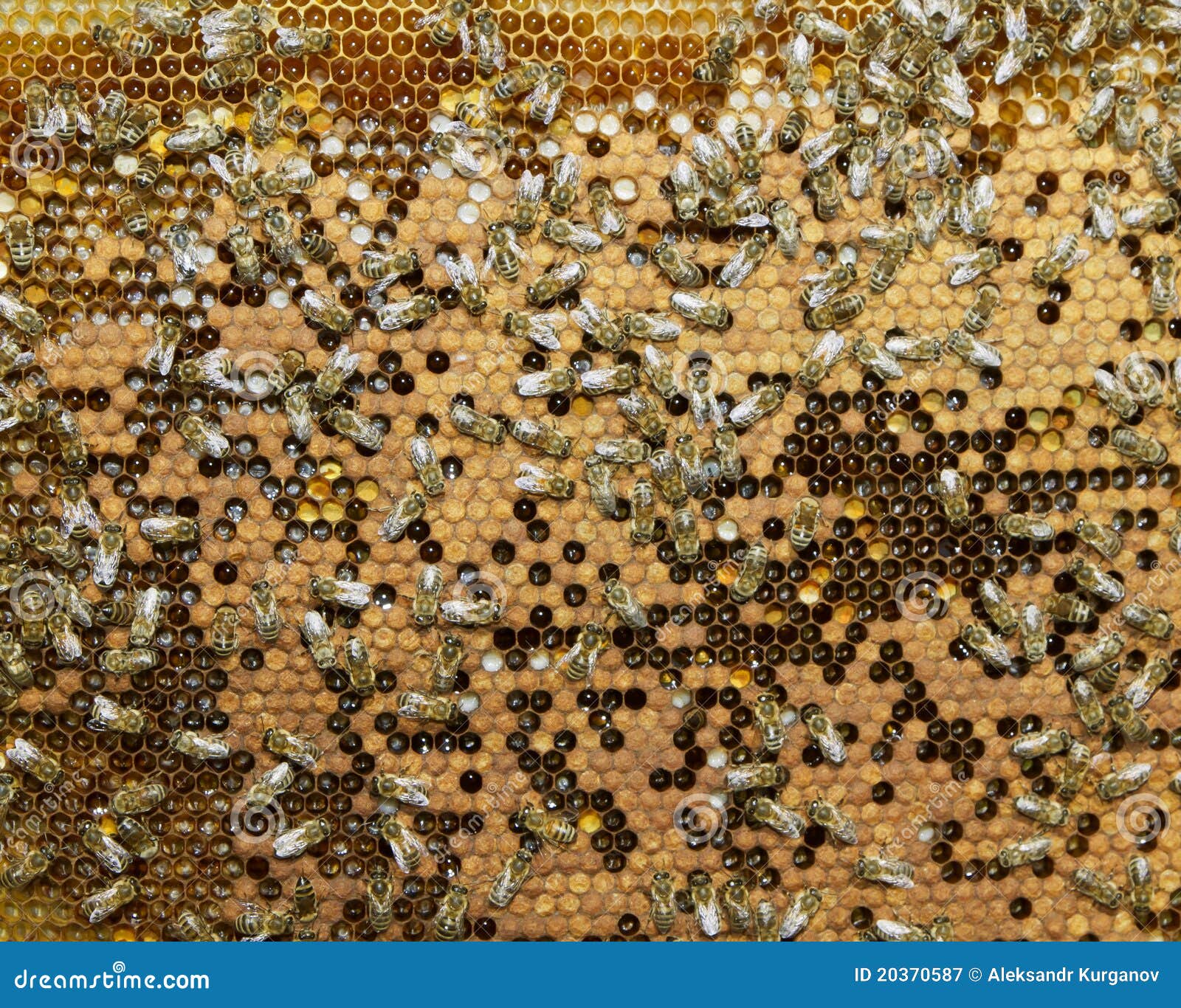Swarm of Bees Produce Honey Stock Image - Image of busy, frame: 20370587