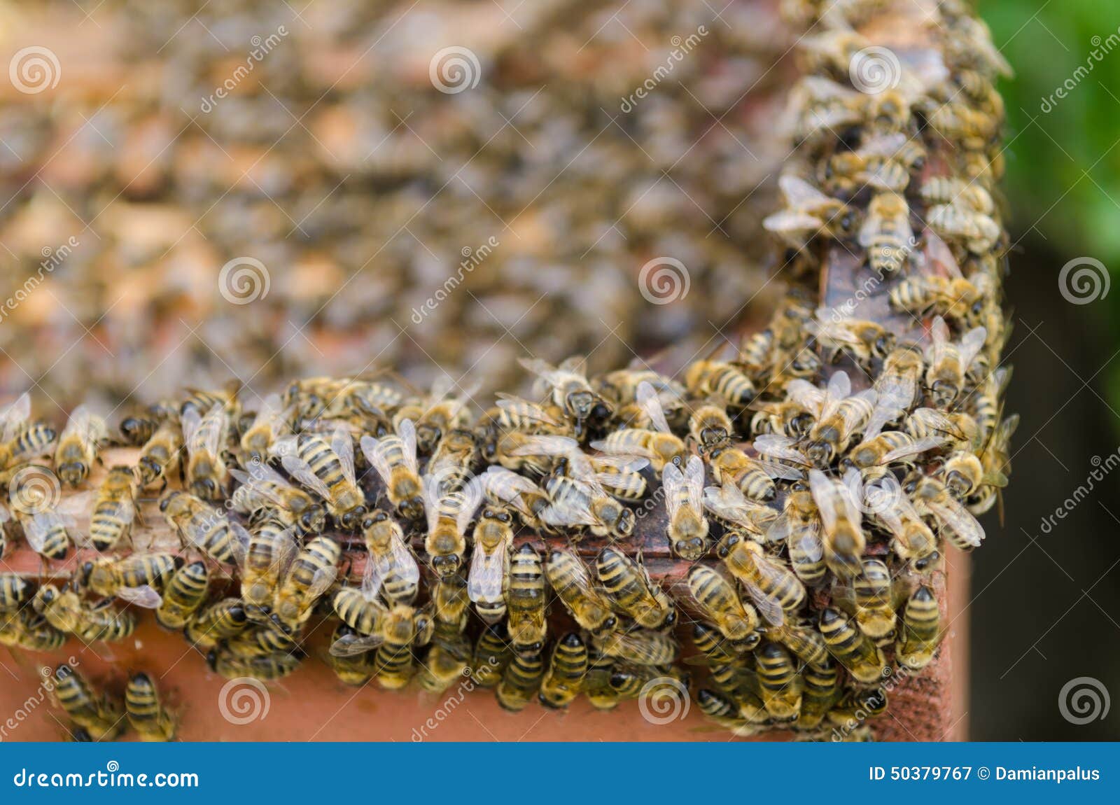 Swarm of Bees stock image. Image of beehive, pets, black - 50379767