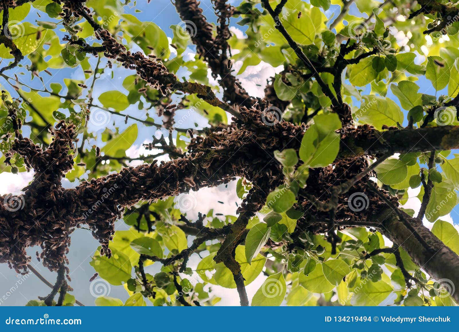 Bee family on the tree stock photo. Image of branch - 134219494