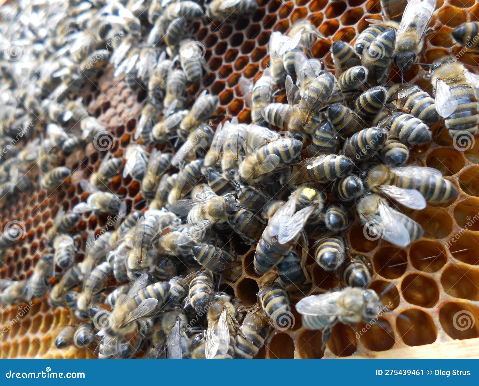 Swarm of Bees in the Spring Review Queen Bee Stock Image - Image of ...